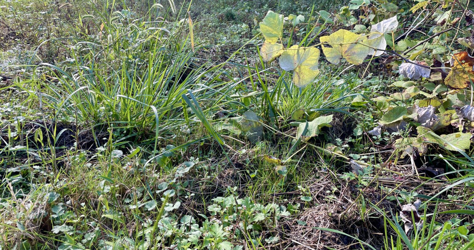 A Field Guide to Invasive Weeds at Church - Debra Rienstra